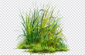 Transparent Realistic Grass PNG » Free Png Pik