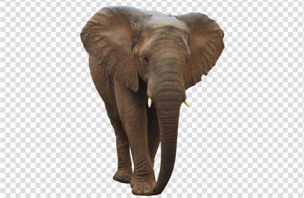 African Elephant PNG – Free High-Quality Transparent Image Download ...