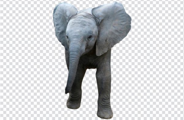 Free High-Quality Elephant PNG Images With Transparent Background