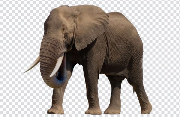 Baby Elephant PNG – Free Cute Transparent Image For Download » Free Png Pik