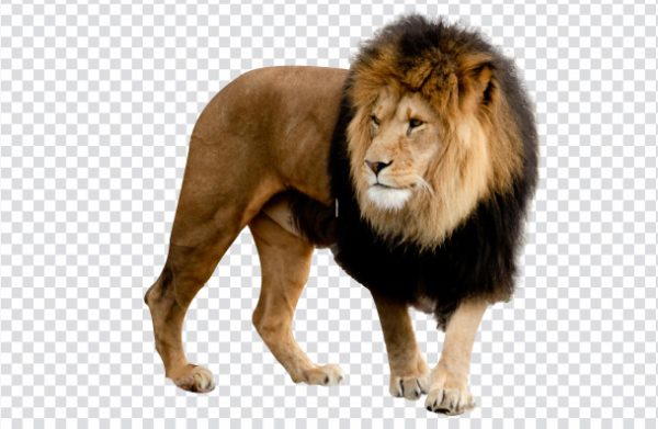 Lion PNG Images – Free Download