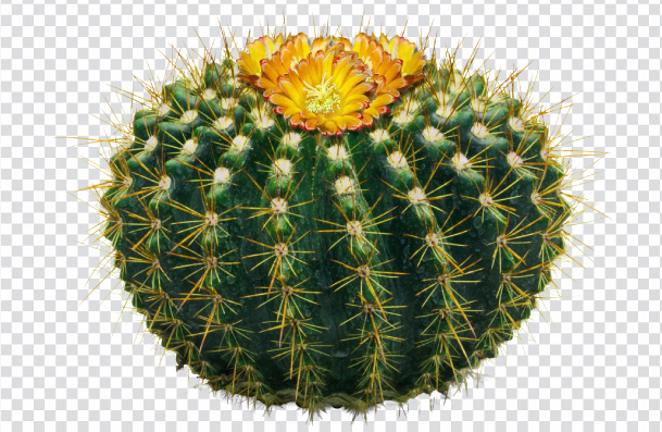 Cactus PNG Images – Free Transparent Desert Plant & Succulent